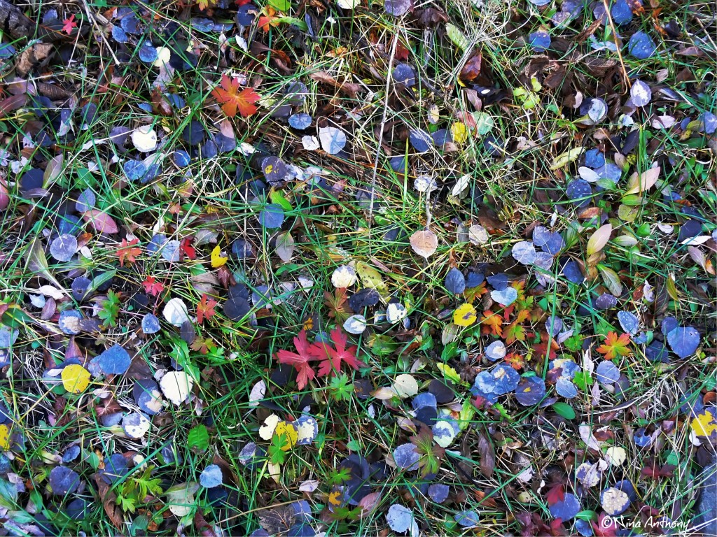 10 ways to enjoy fall colors in Taos